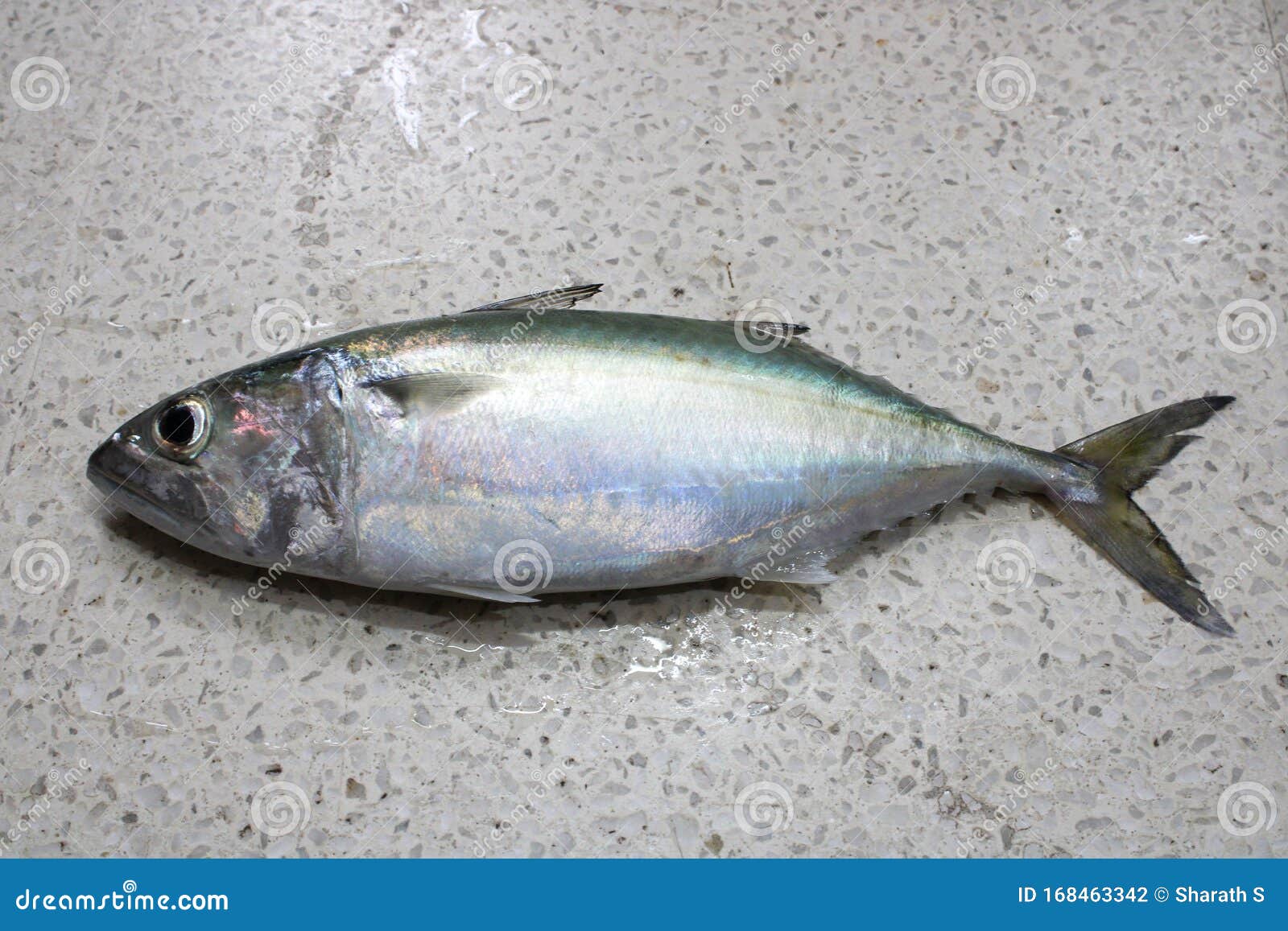 An Edible fish stock photo. Image of black, fresh, preparing - 168463342