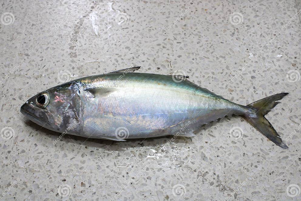 An Edible fish stock photo. Image of black, fresh, preparing - 168463342