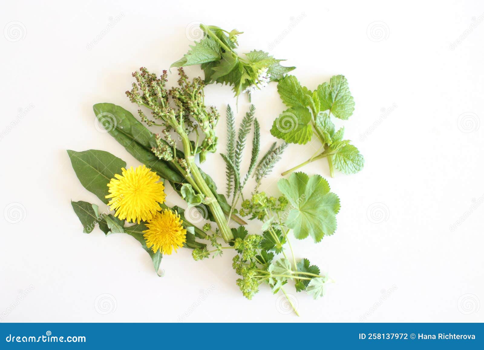 Edible Flowers Collection Isolated on White Background. Top View. Stock ...