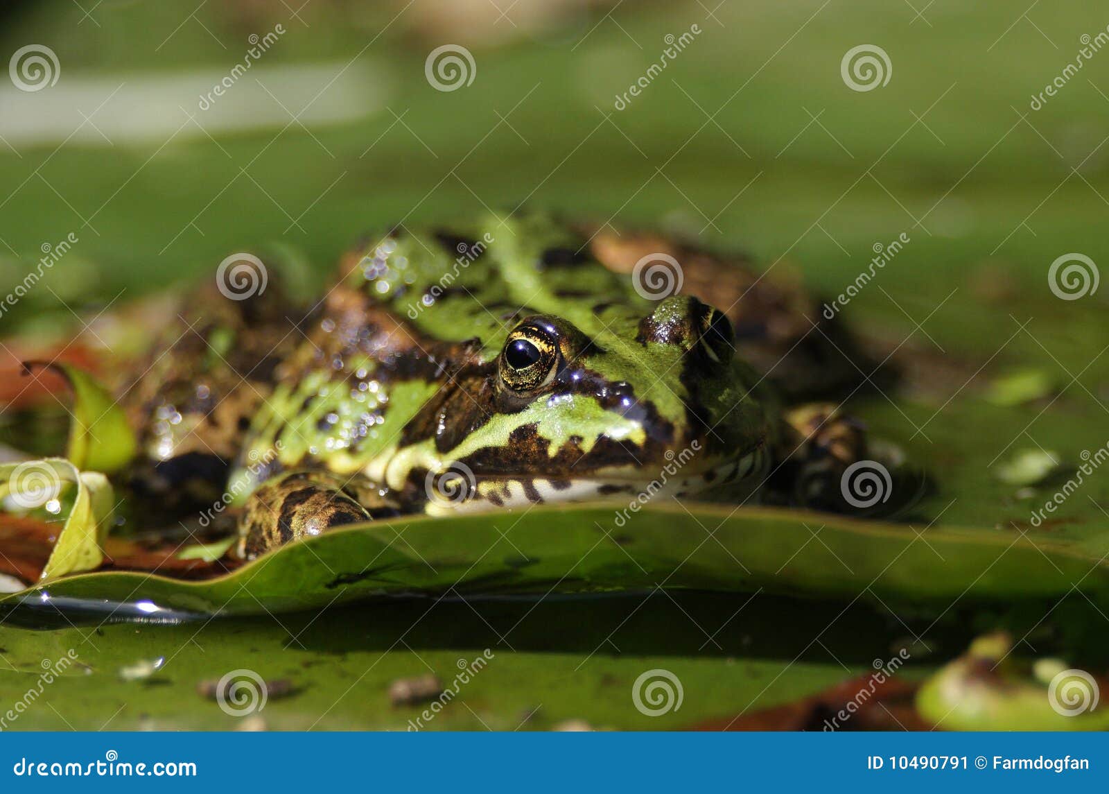 Edible frog stock image. Image of frog, eyes, amphibian - 10490791