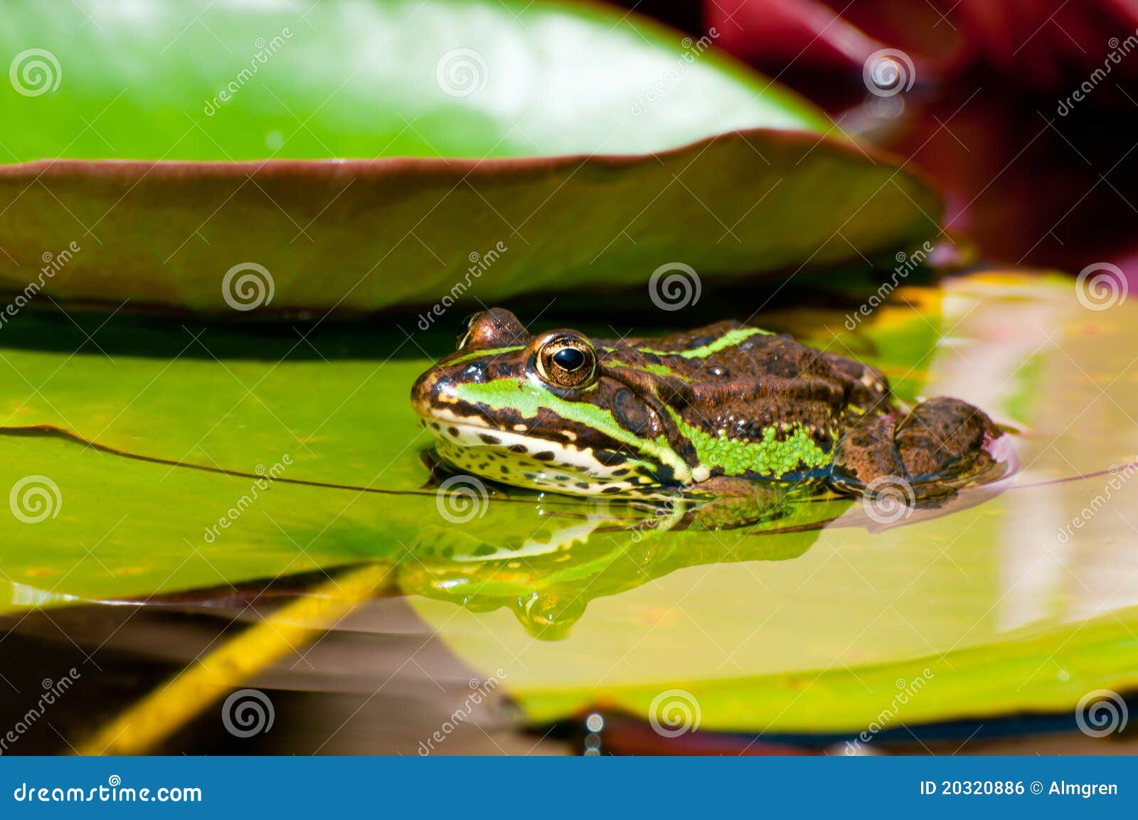 Edible Frog stock photo. Image of europe, amphibian, lotus - 20320886