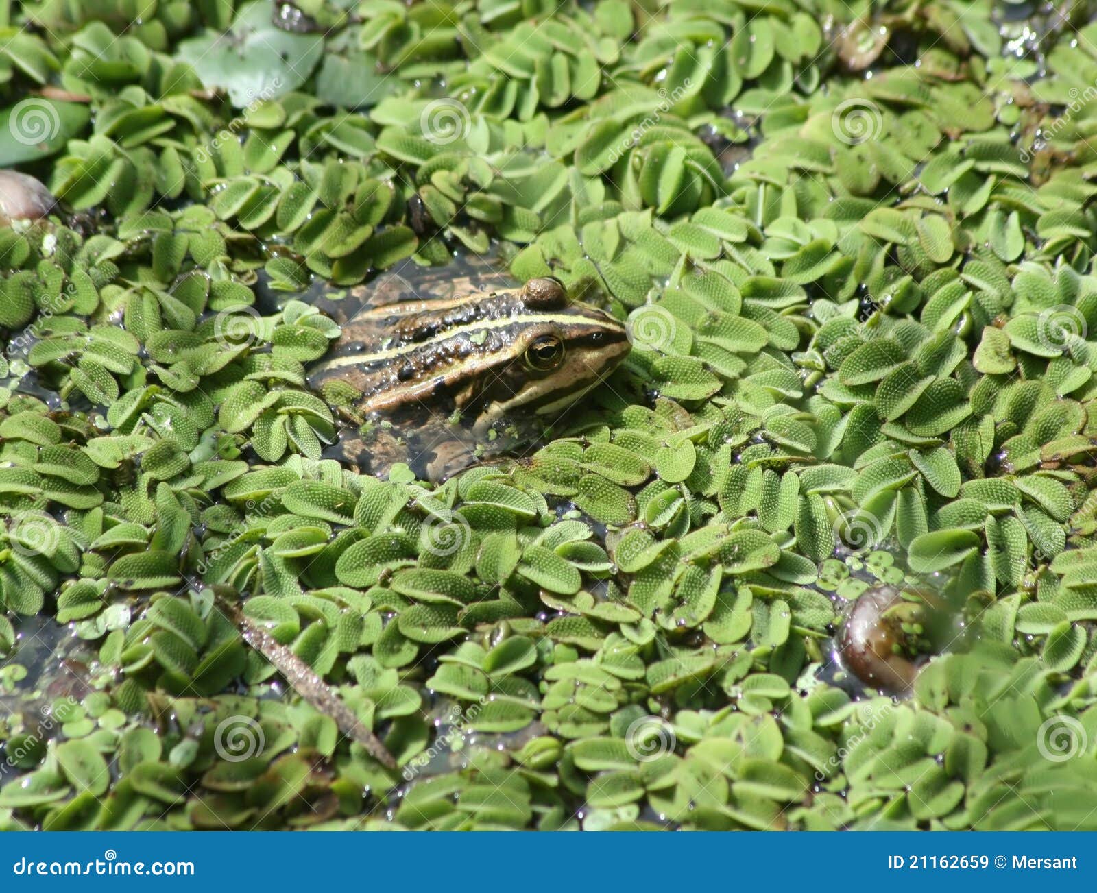 Edible Frog stock image. Image of ugly, water, nature - 21162659