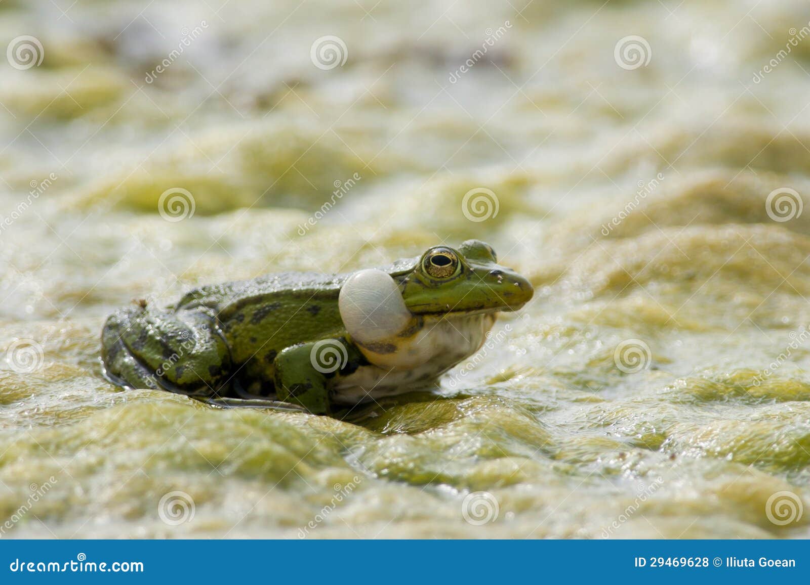 Edible frog stock photo. Image of nature, edible, toad - 29469628