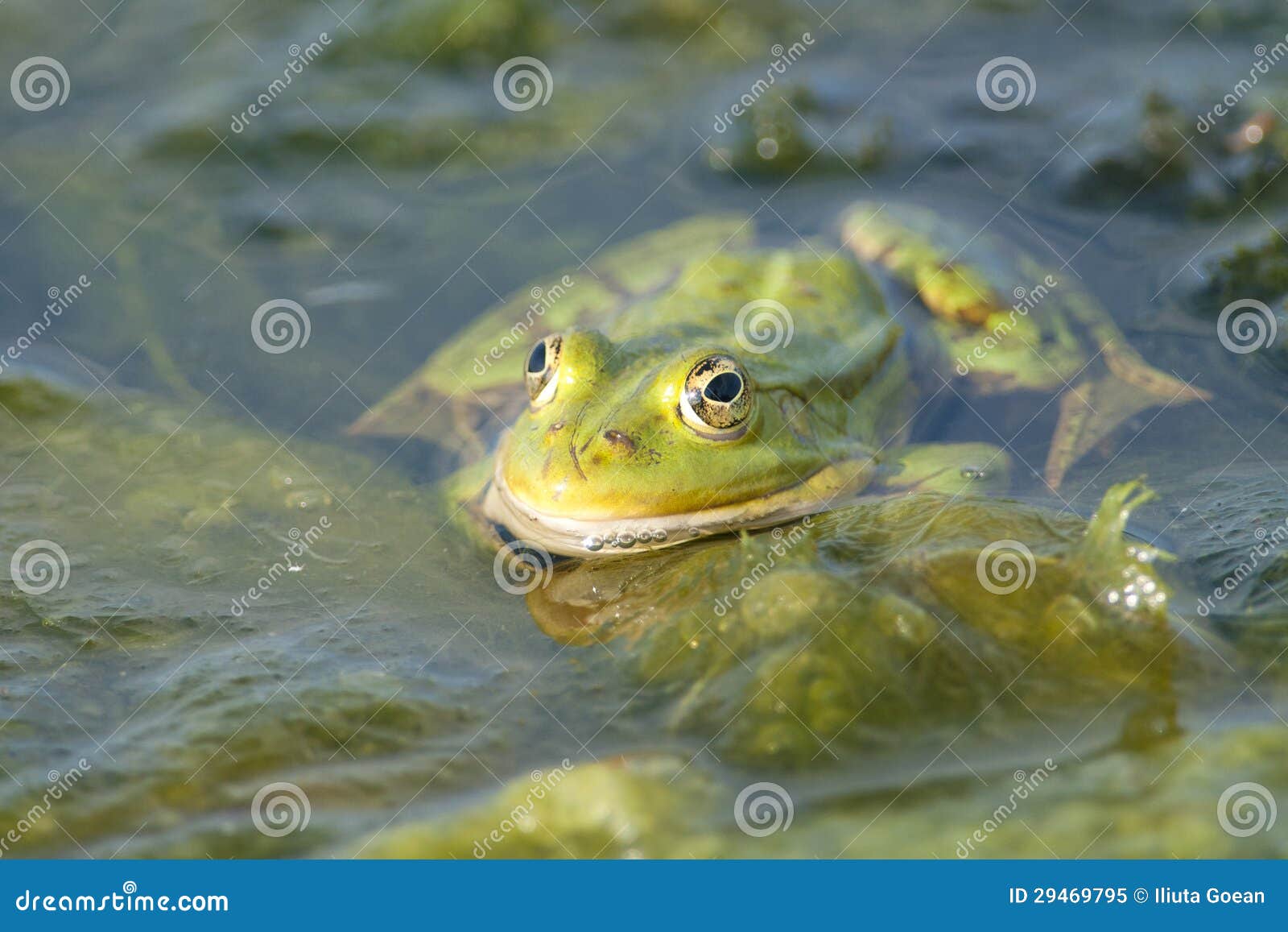 Edible frog stock image. Image of wildlife, pond, macro - 29469795