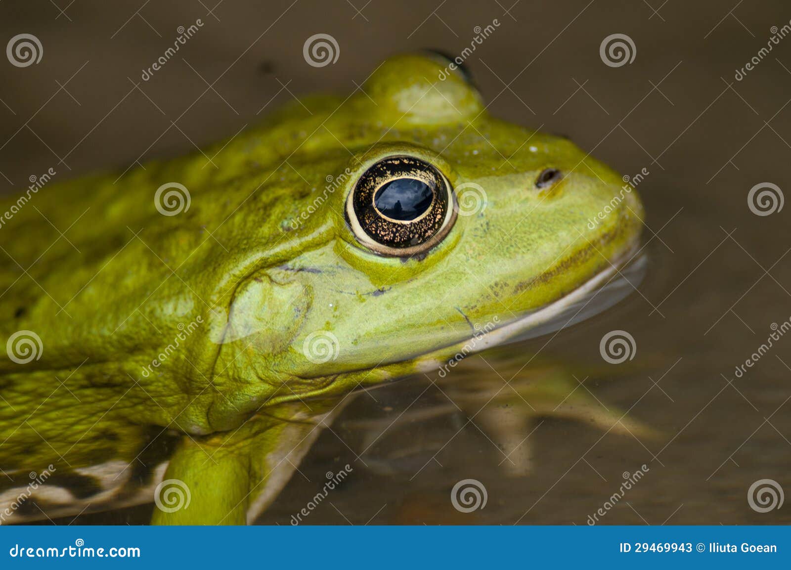 Edible frog stock image. Image of animal, amphibian, lake - 29469943