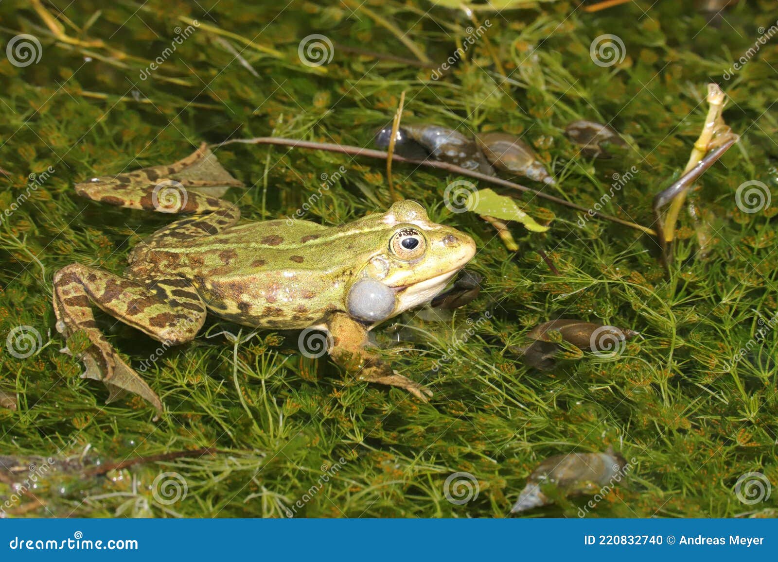 Edible frog stock photo. Image of closeup, pelophylax - 220832740