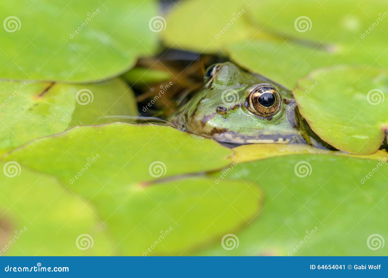Edible frog stock image. Image of pelophylax, close, nature - 64654041