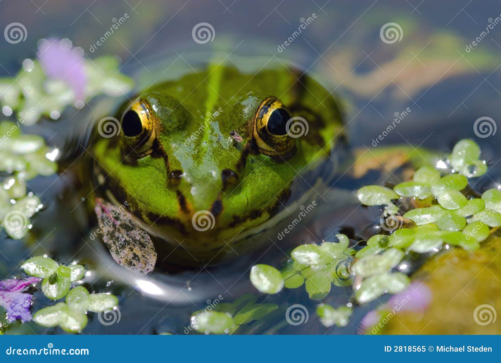 Edible Frog in Pond Close-up Stock Image - Image of green, amphibian ...