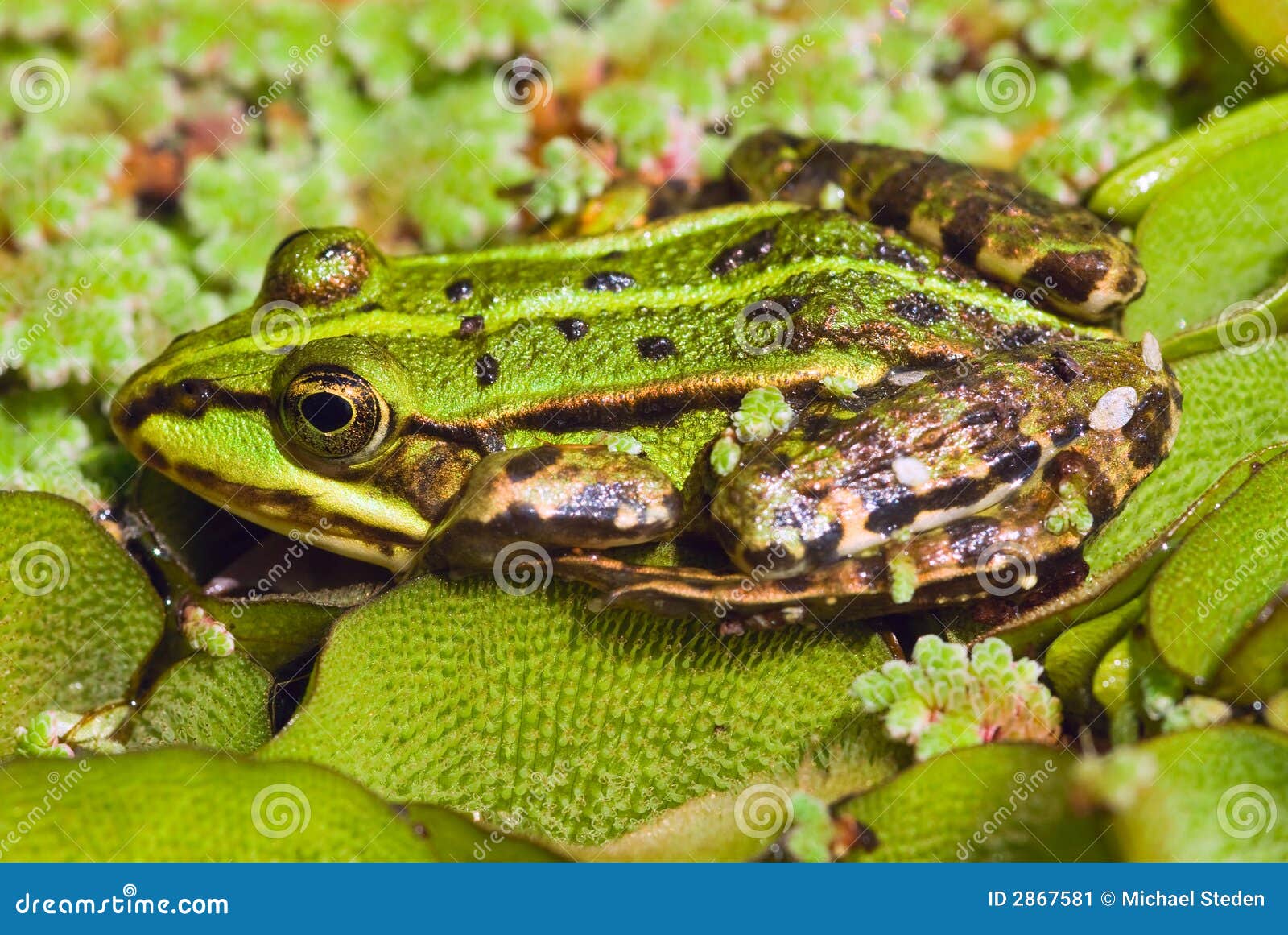 Edible Frog in Pond Close-up Stock Image - Image of nature, amphibian ...