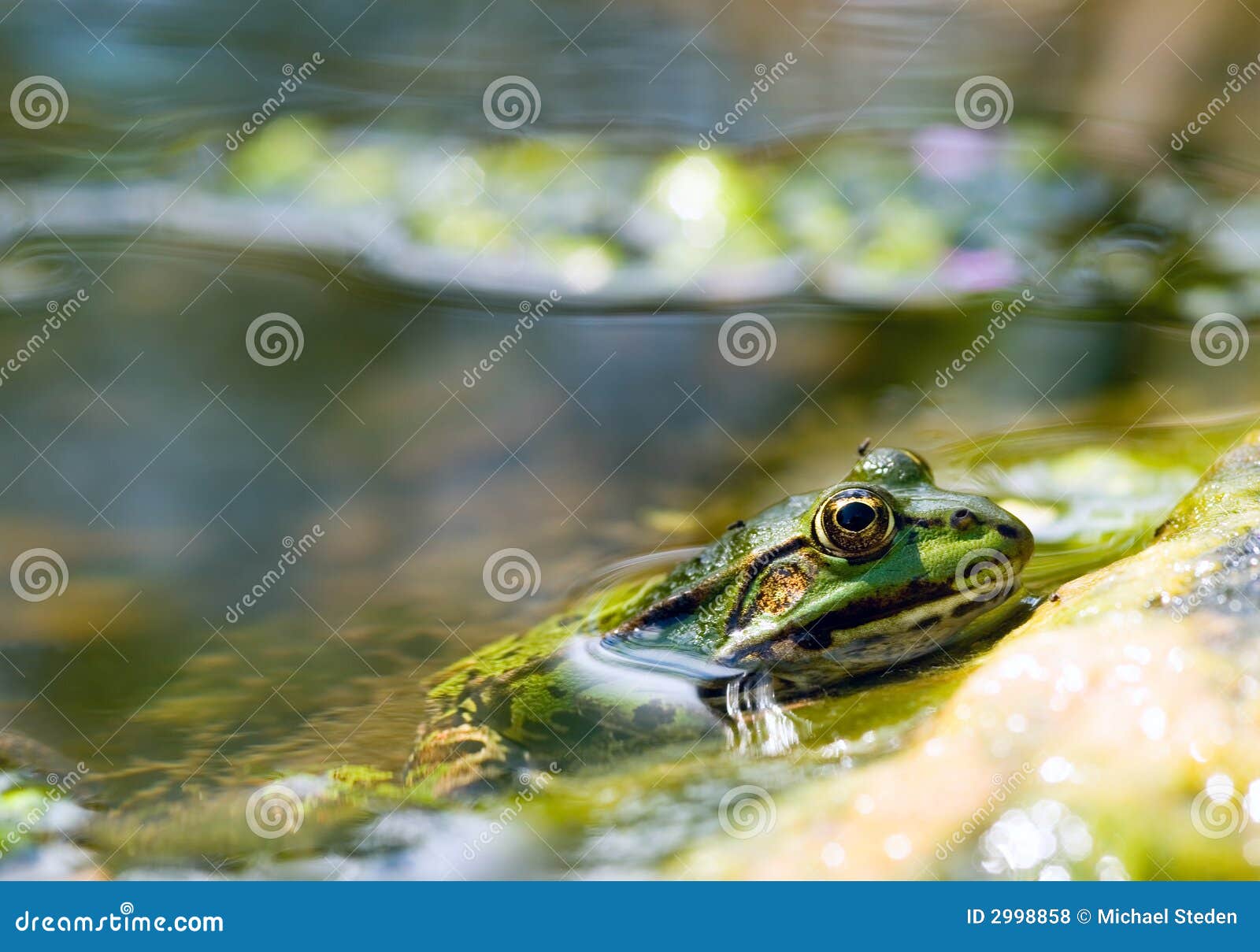 Edible Frog in Pond Close-up Stock Photo - Image of esculenta, rana ...