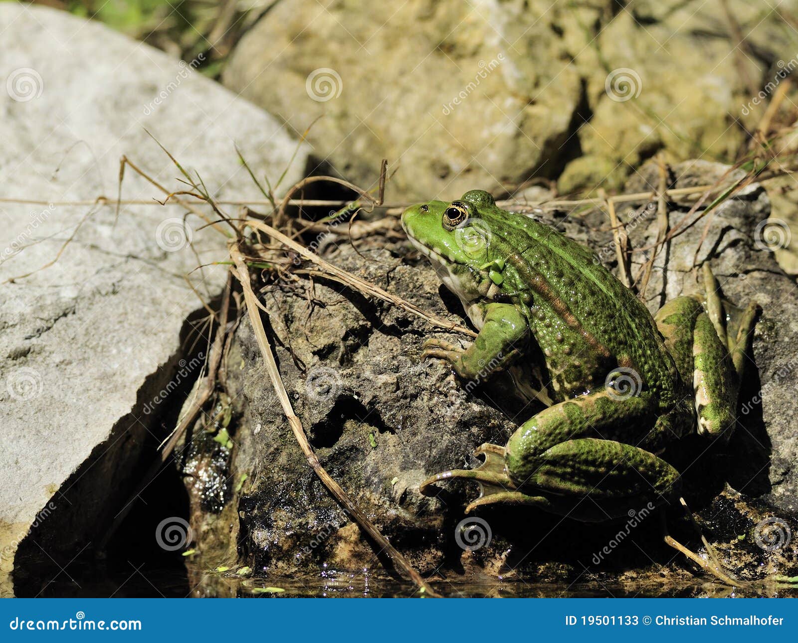 Edible Frog on a Stone stock image. Image of edible, stone - 19501133