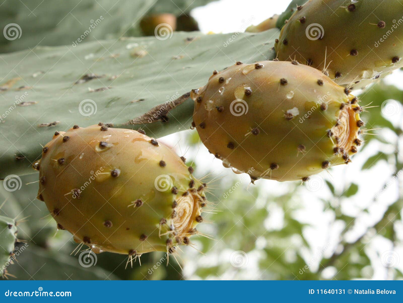 Edible fruit of cactus stock image. Image of ripe, prickly - 11640131