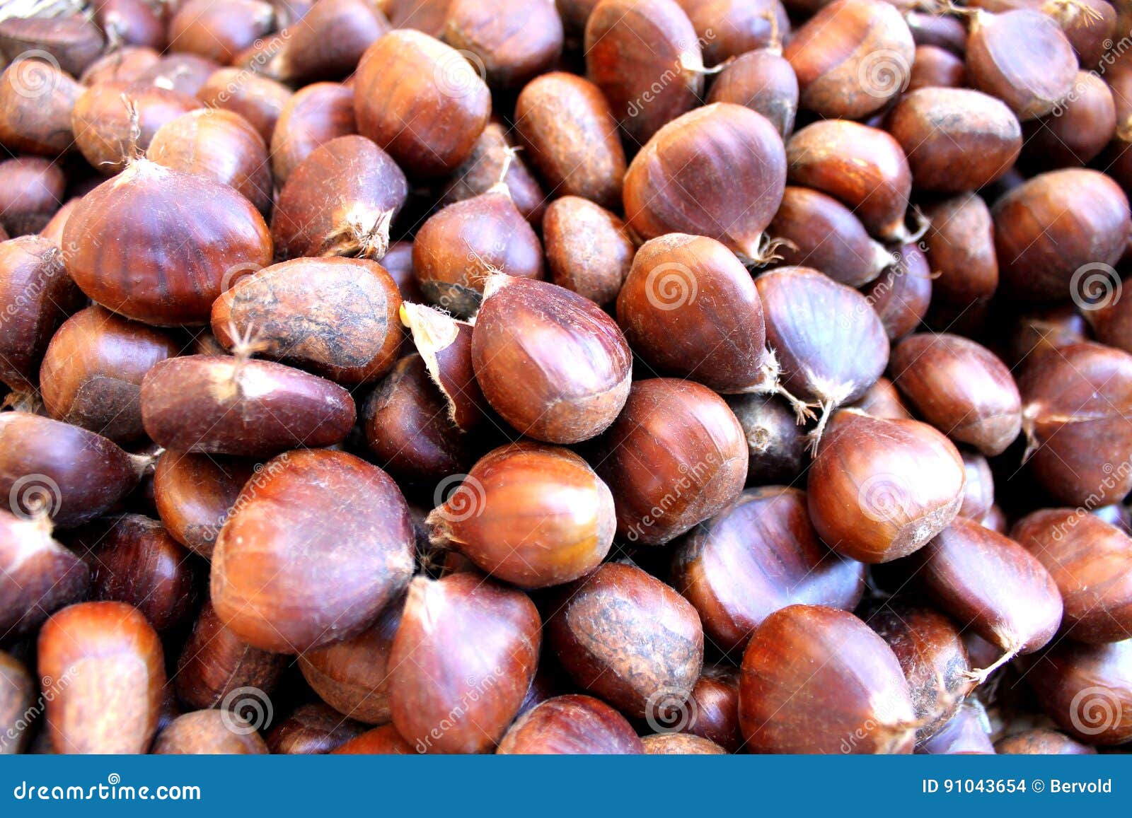 Edible fruit chestnut tree stock photo. Image of dish - 91043654