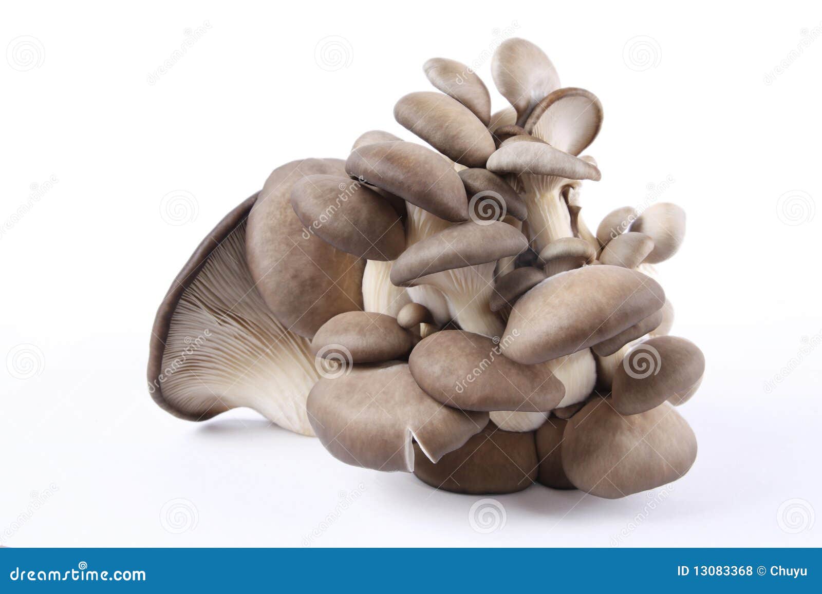 Edible fungi stock photo. Image of veggie, agriculture - 13083368
