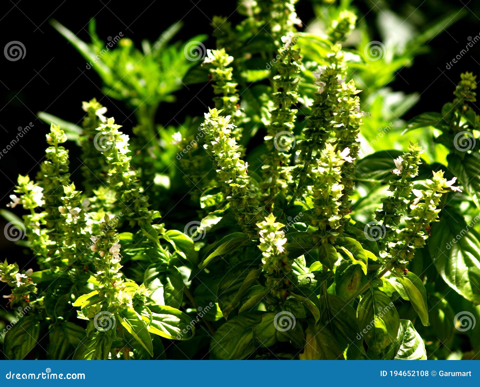 Edible Green Basil Blossom Full Sun Stock Photo - Image of leaf ...