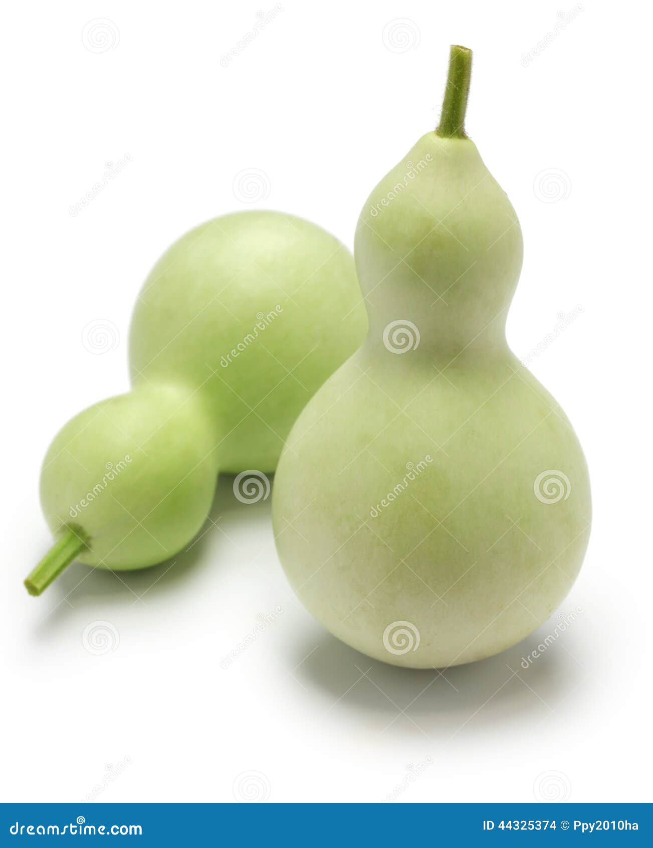 Green Calabash Growing, Also Known As Bottle Gourd, White-flowered ...