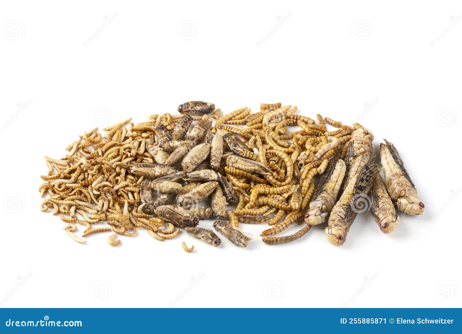 Edible insects stock image. Image of cooking, background - 255885871