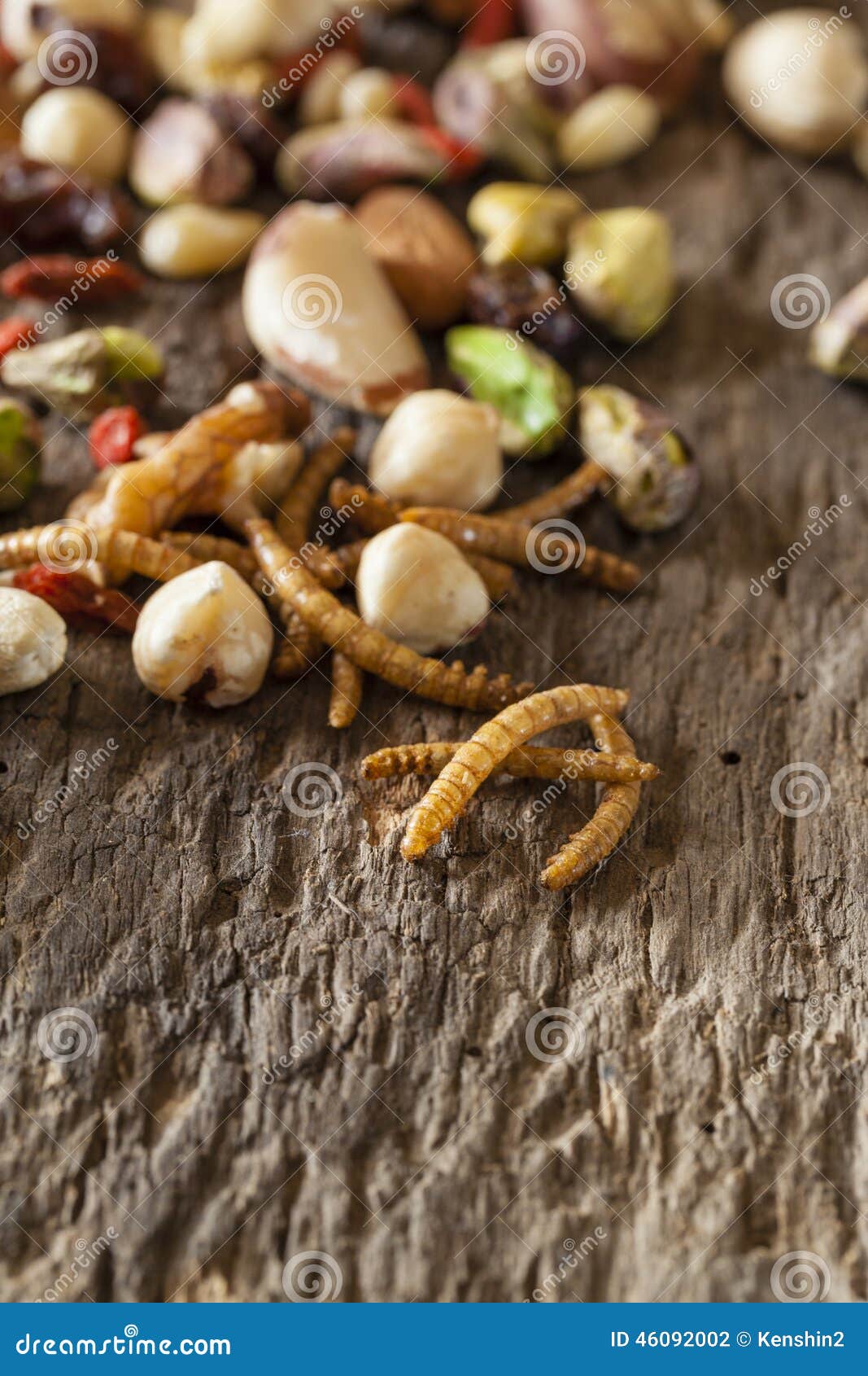 Edible insects and nuts stock photo. Image of insects - 46092002