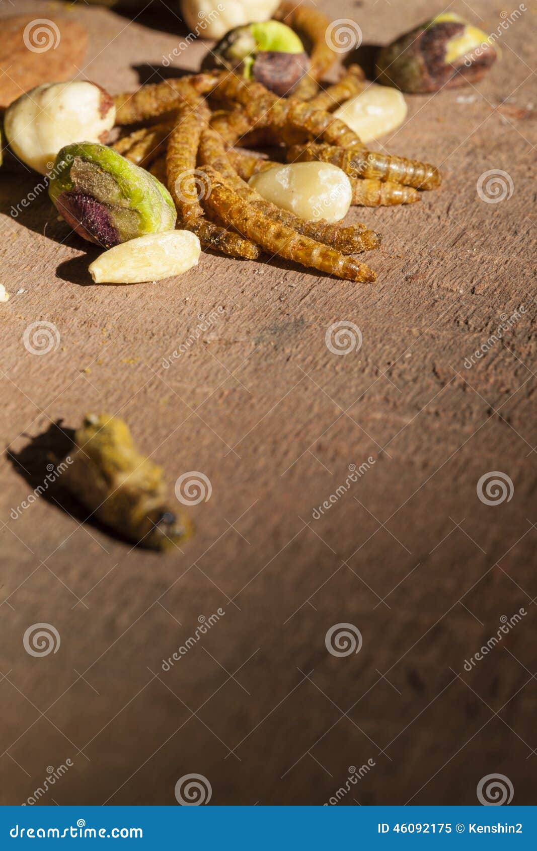 Edible insects and nuts stock image. Image of hazelnut - 46092175