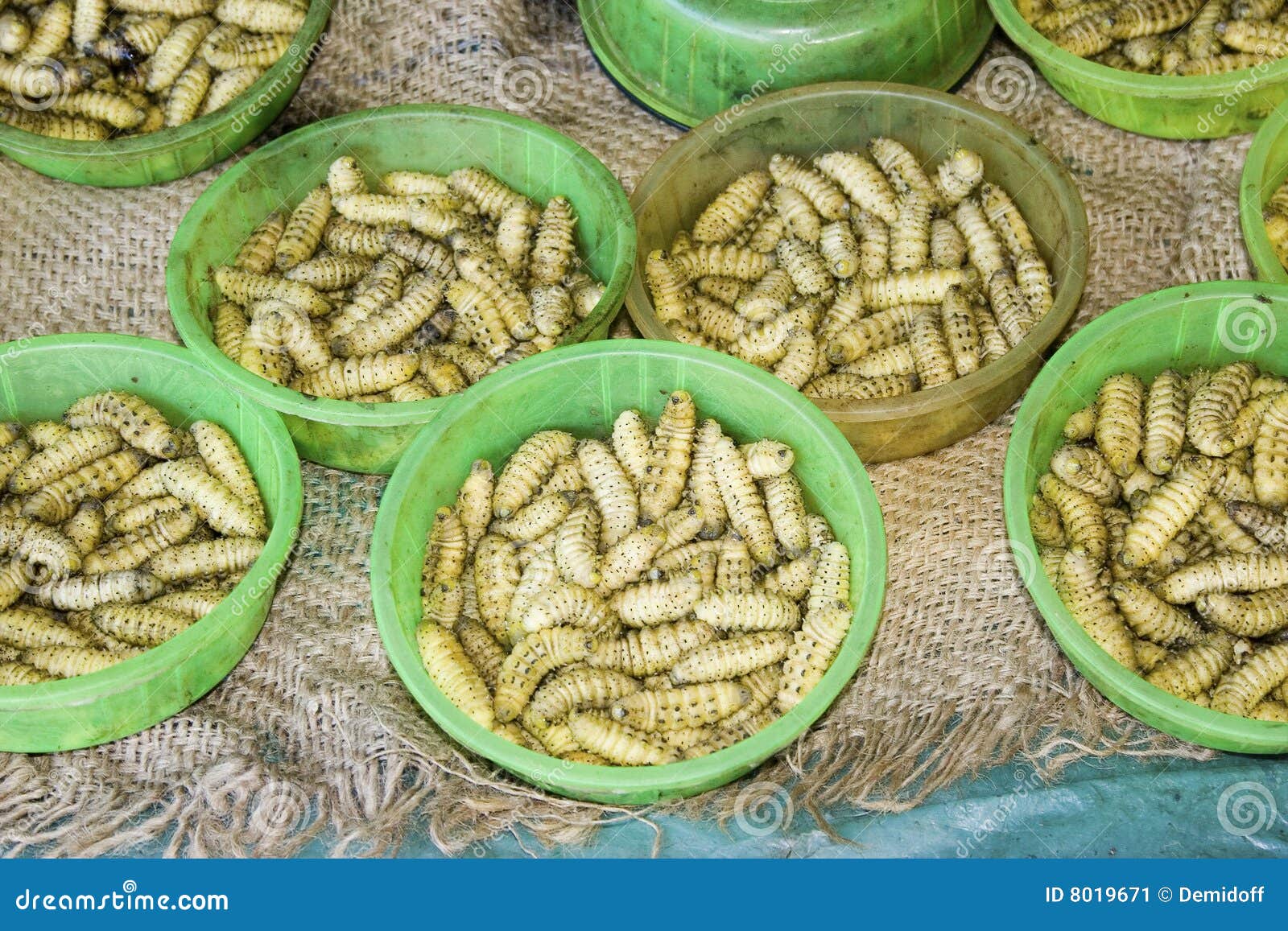 Edible larvae stock image. Image of worms, meal, dinner - 8019671