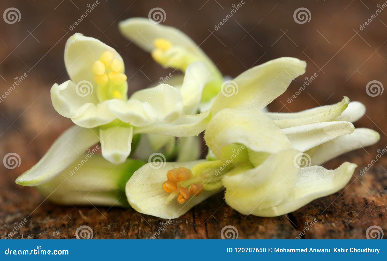 Edible moringa flower stock photo. Image of flower, oleifera - 120787650