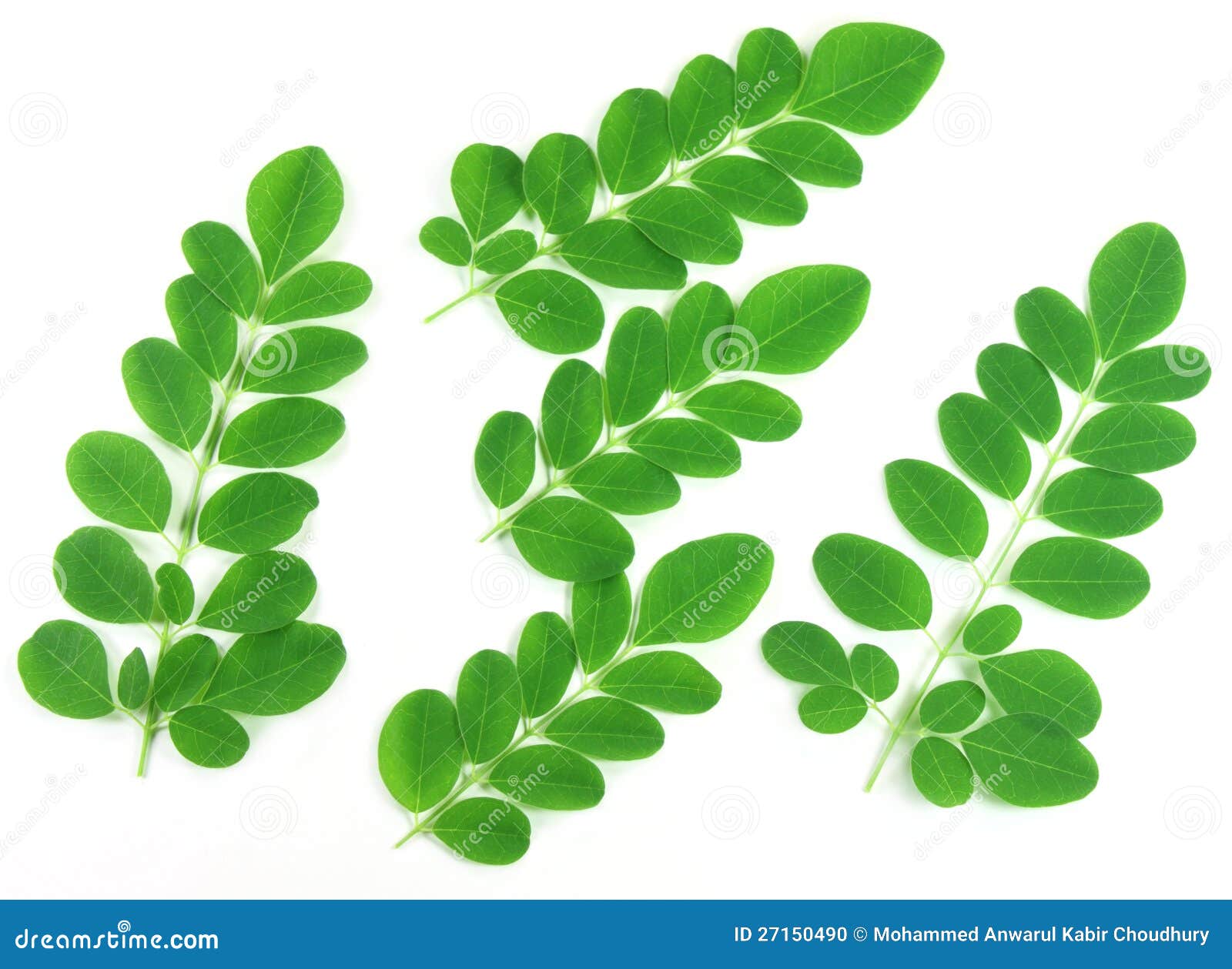Edible moringa leaves stock photo. Image of fresh, food - 27150490