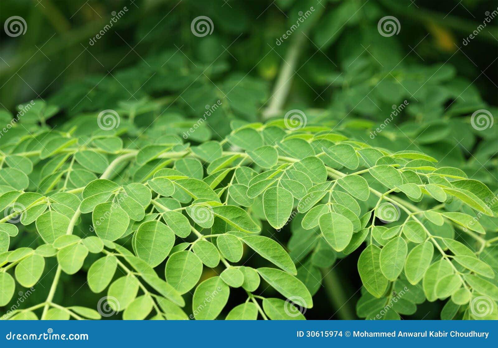 Moringa Leaves Isolate On White Background Stock Image | CartoonDealer ...