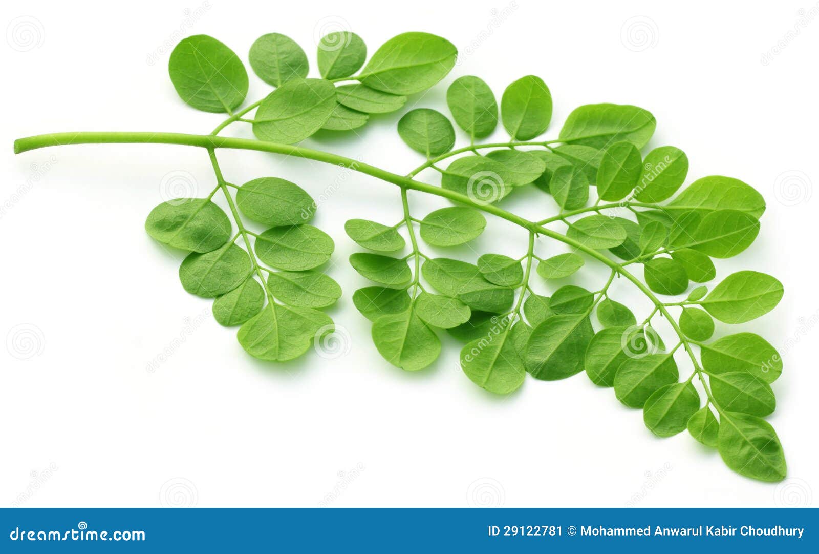 Edible Moringa Leaves Over White Background Stock Image - Image of food ...