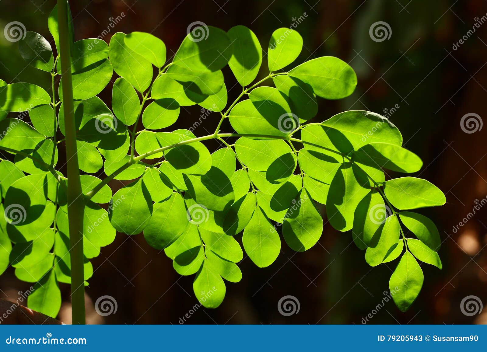 Edible Moringa Leaves in Sunlight , Stock Image - Image of drumstick ...