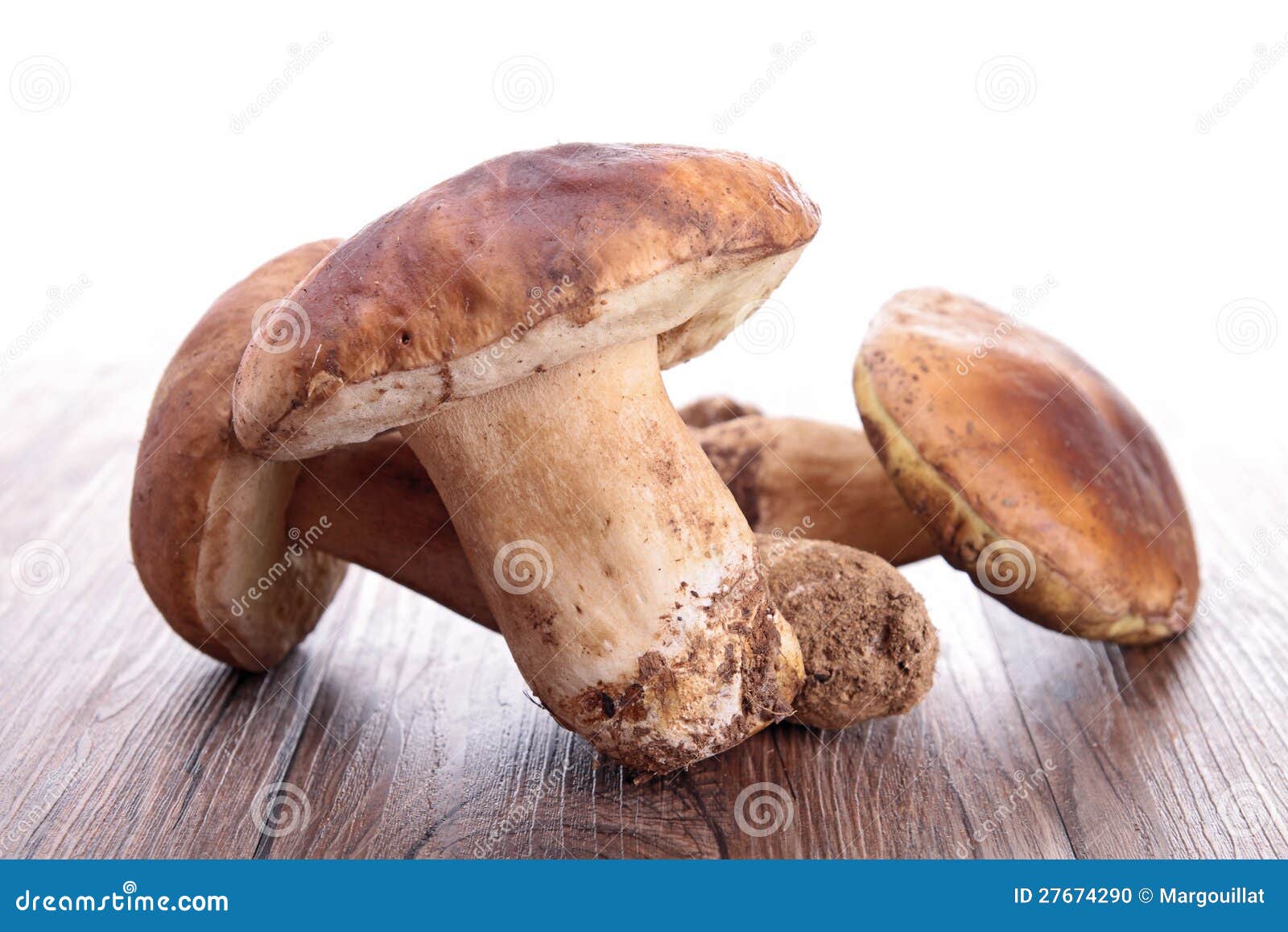Edible Cep Mushroom Grows Under Oak Leaves Stock Image | CartoonDealer ...