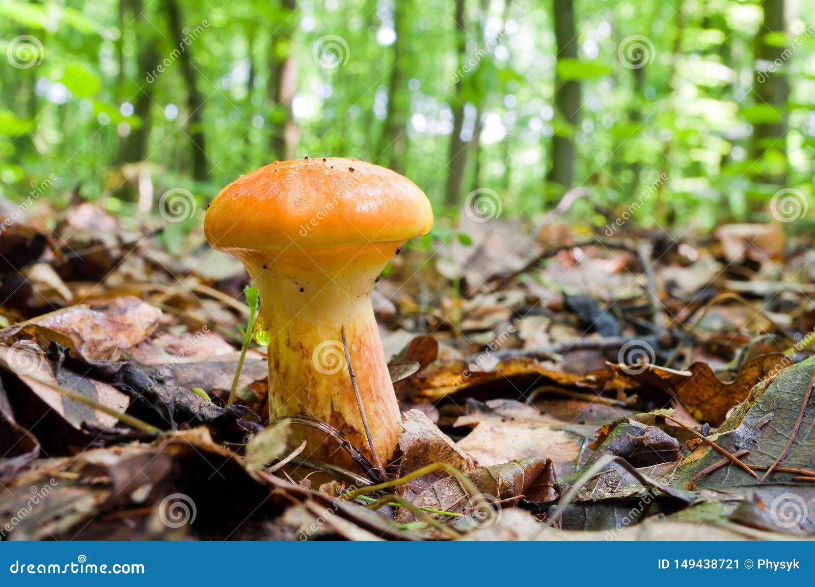 Edible Mushroom Suillus Elegans Grows in the Woods Stock Image - Image ...