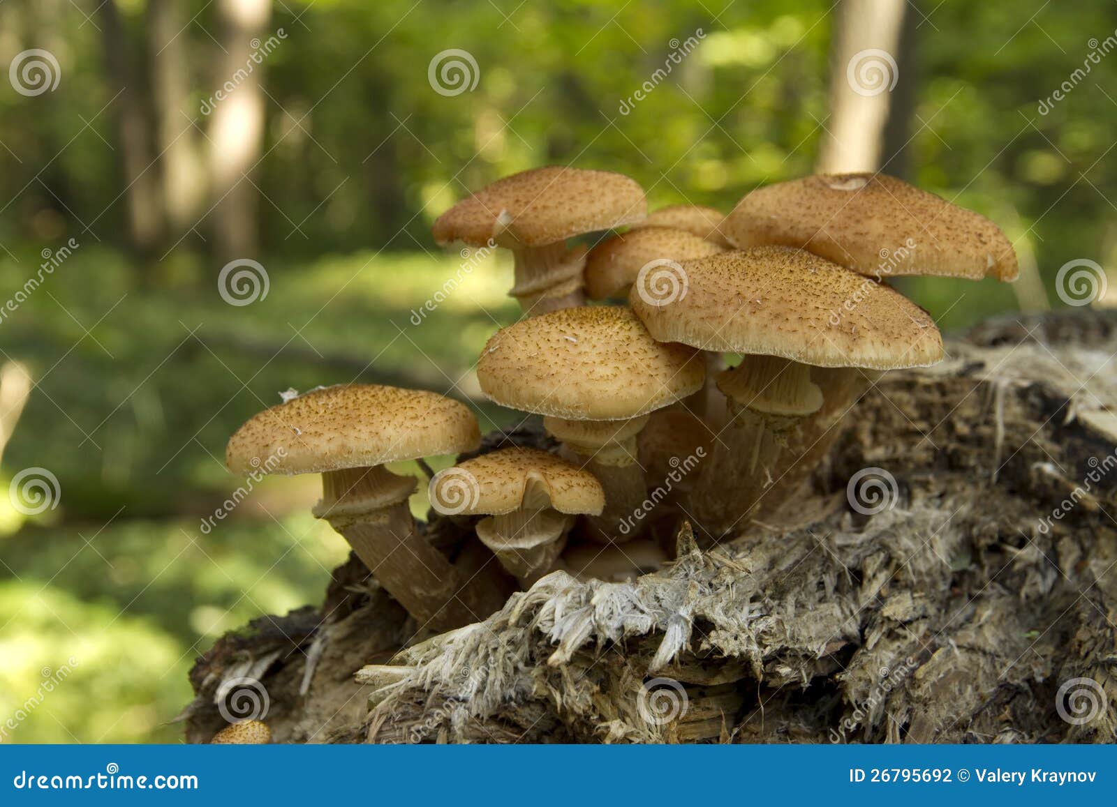 Edible Mushrooms in the Forest Stock Photo - Image of poisonous, moss ...
