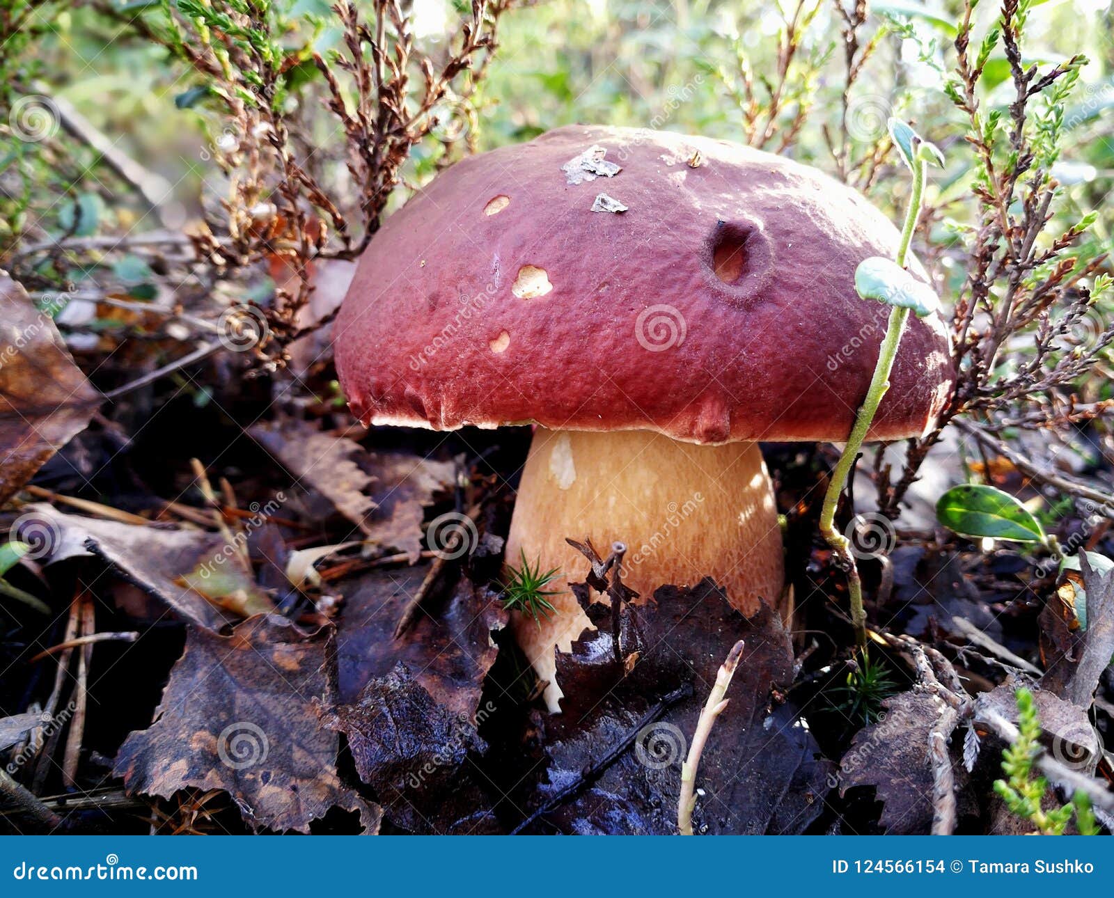 Edible Mushrooms in the Forest Stock Photo - Image of fresh, nature ...
