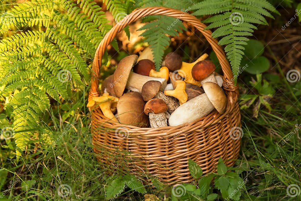Edible Mushrooms Porcini In The Wicker Basket In Green Grass And Fern
