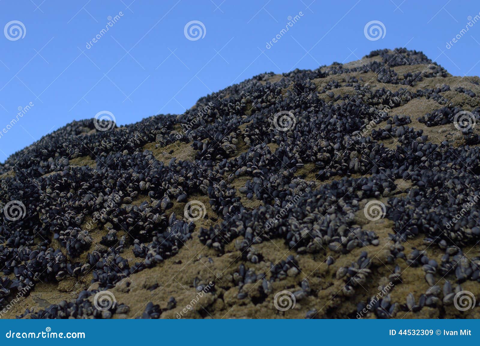 Edible mussels stock image. Image of bright, blue, mussel - 44532309