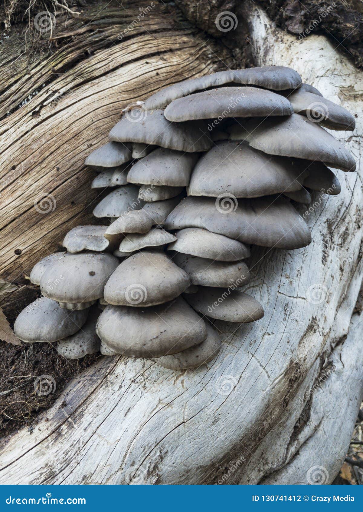 Edible Natural Natural Tree Mushrooms Stock Photo - Image of mushroom ...