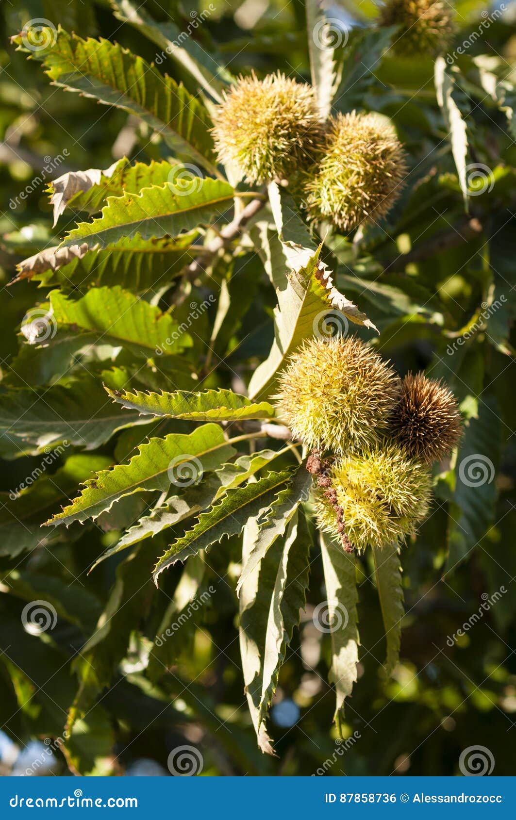 Edible Nuts of Chestnut Tree Stock Photo - Image of brown, close: 87858736