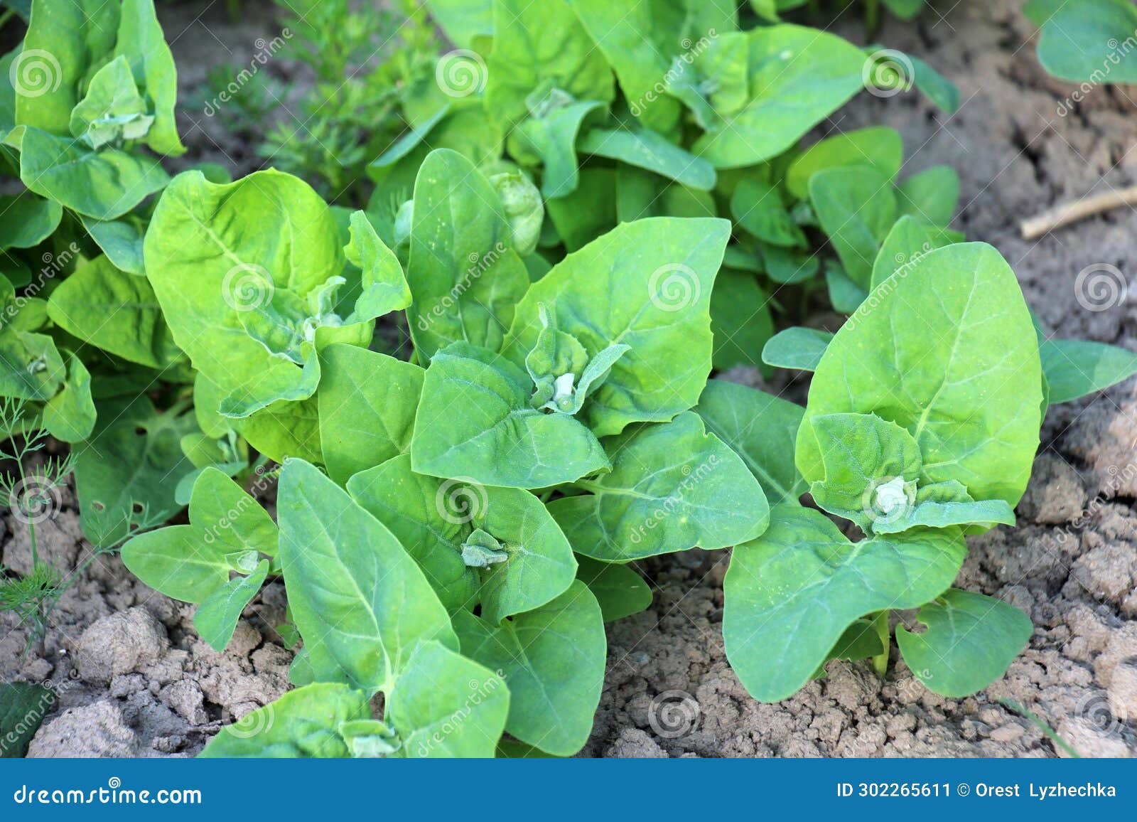 Edible Plant Garden Orach (Atriplex Hortensis) Grows in Spring Stock ...