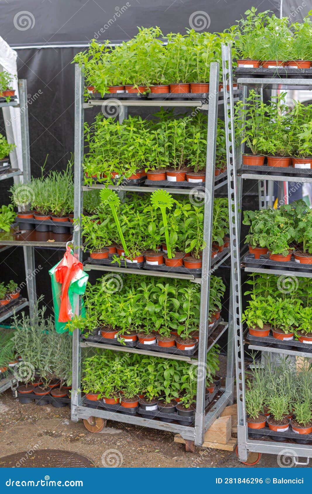 Edible Plants Shelf stock photo. Image of herbs, leaves - 281846296