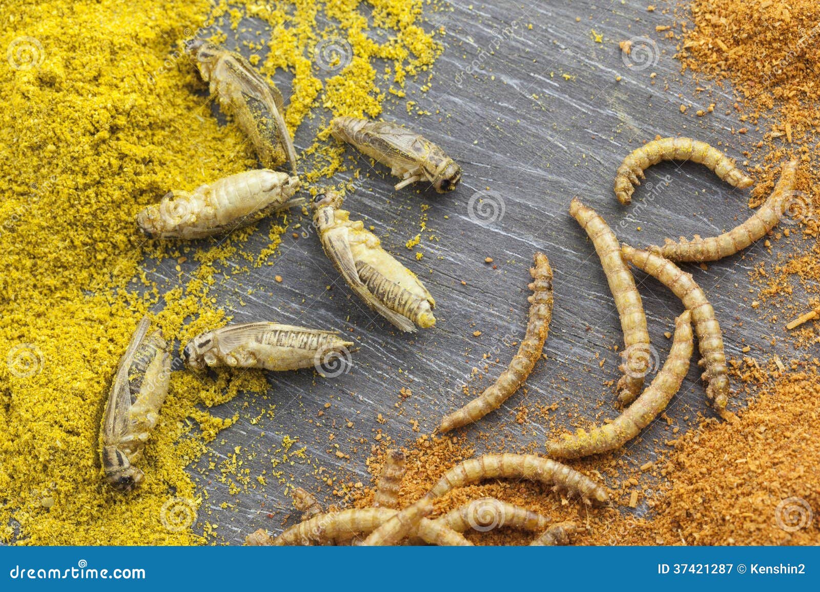 Edible roasted insects stock image. Image of roasted - 37421287