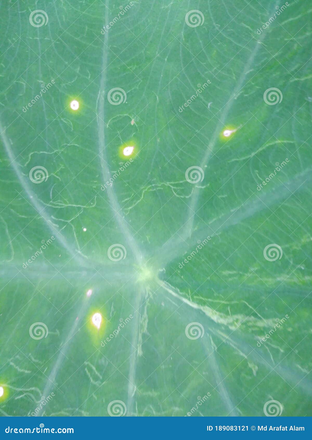 Edible Root Leaf Texture Background Stock Image - Image of flebar ...