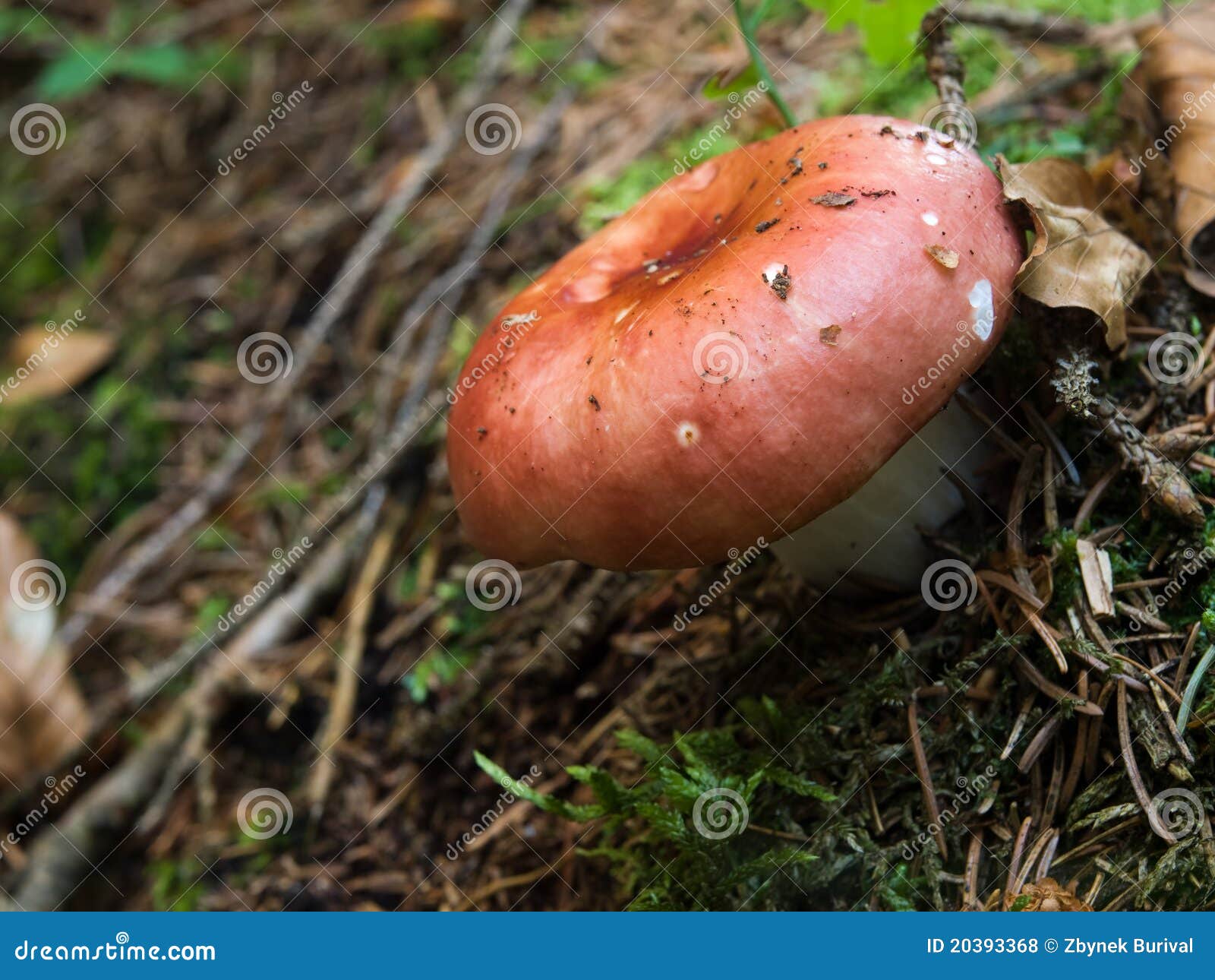 Edible russula mushroom stock photo. Image of outdoors - 20393368