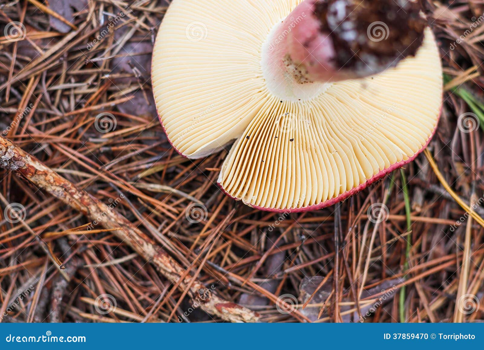 Edible russula mushroom stock photo. Image of cooking - 37859470