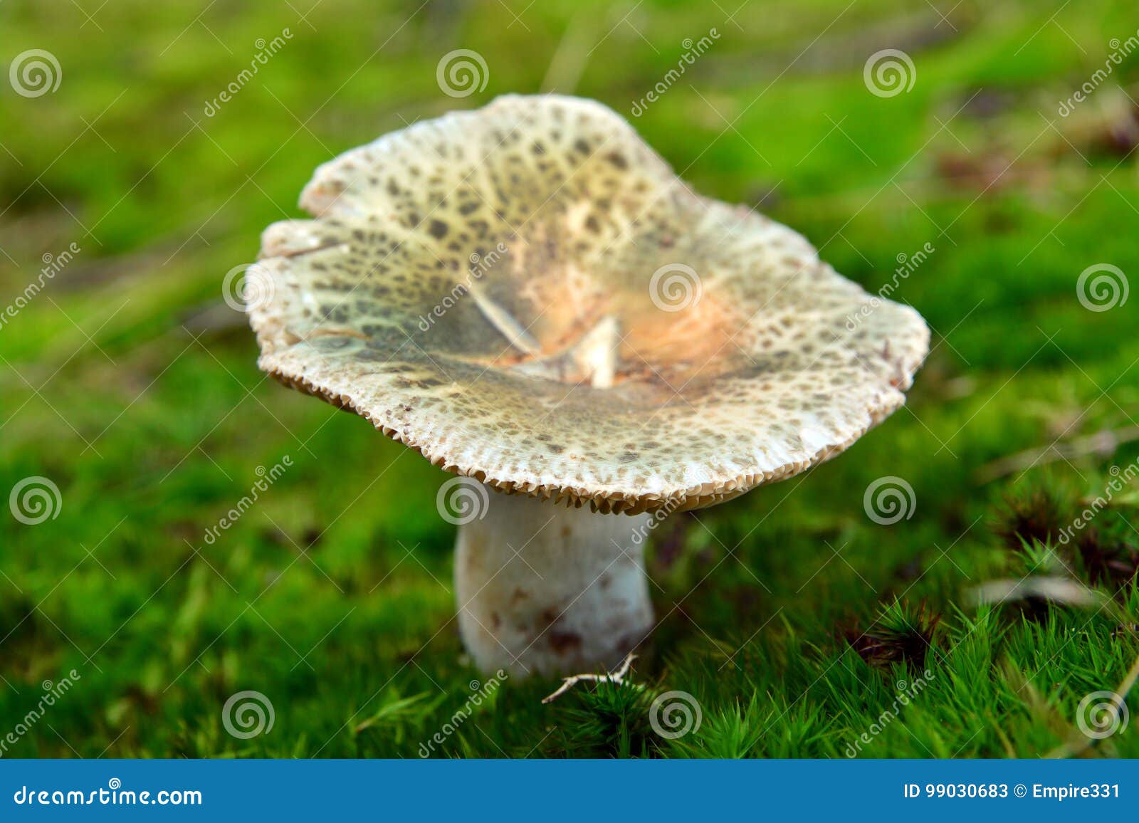 Russula virescens mushroom stock image. Image of gills - 99030683