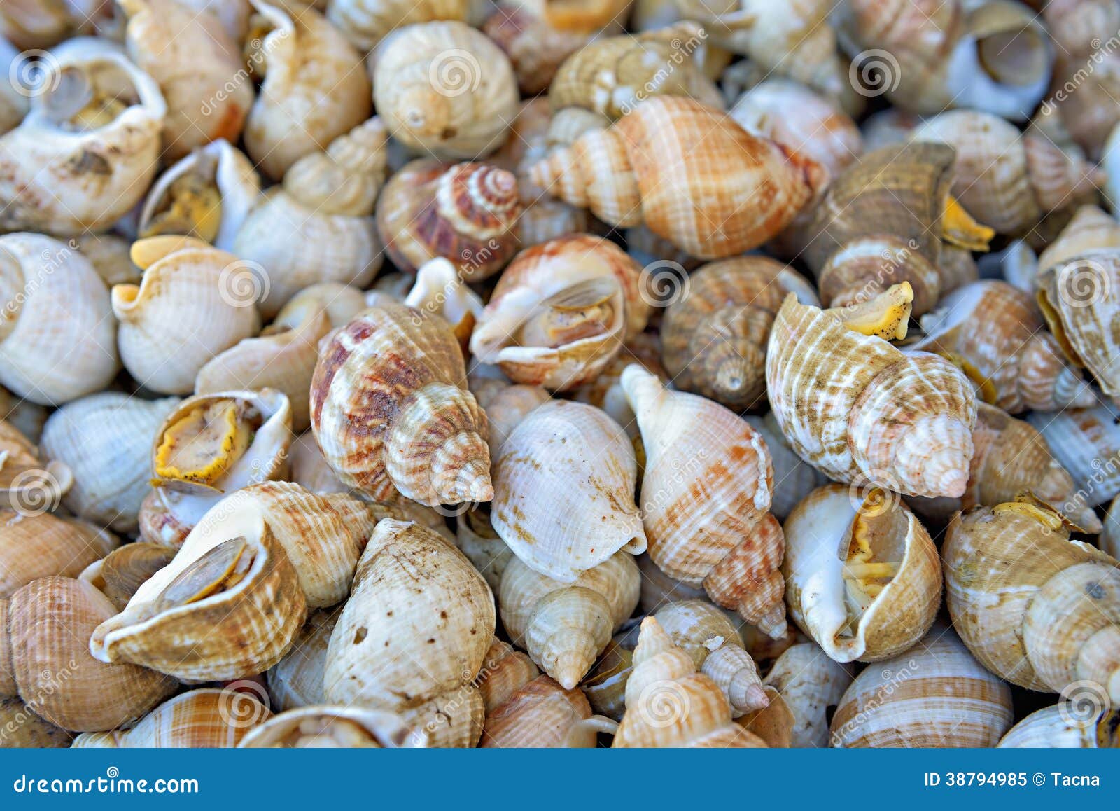 Edible Sea Snails