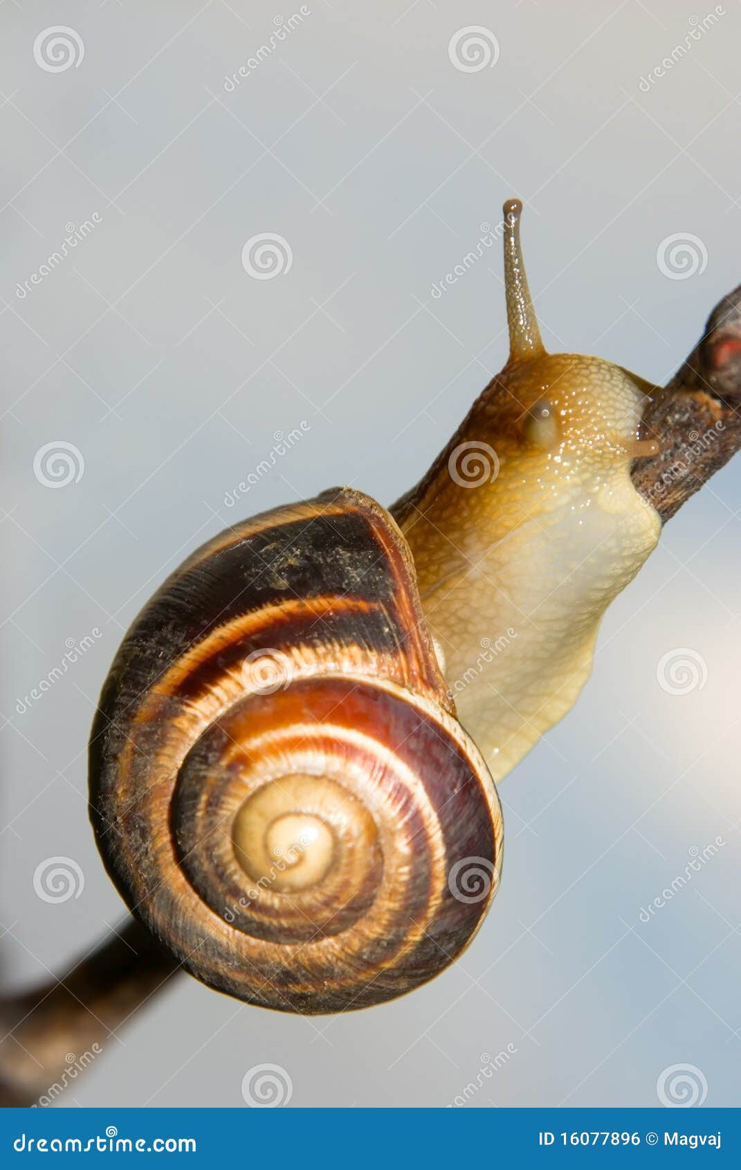 Edible snail stock photo. Image of pomatia, nature, creep - 16077896