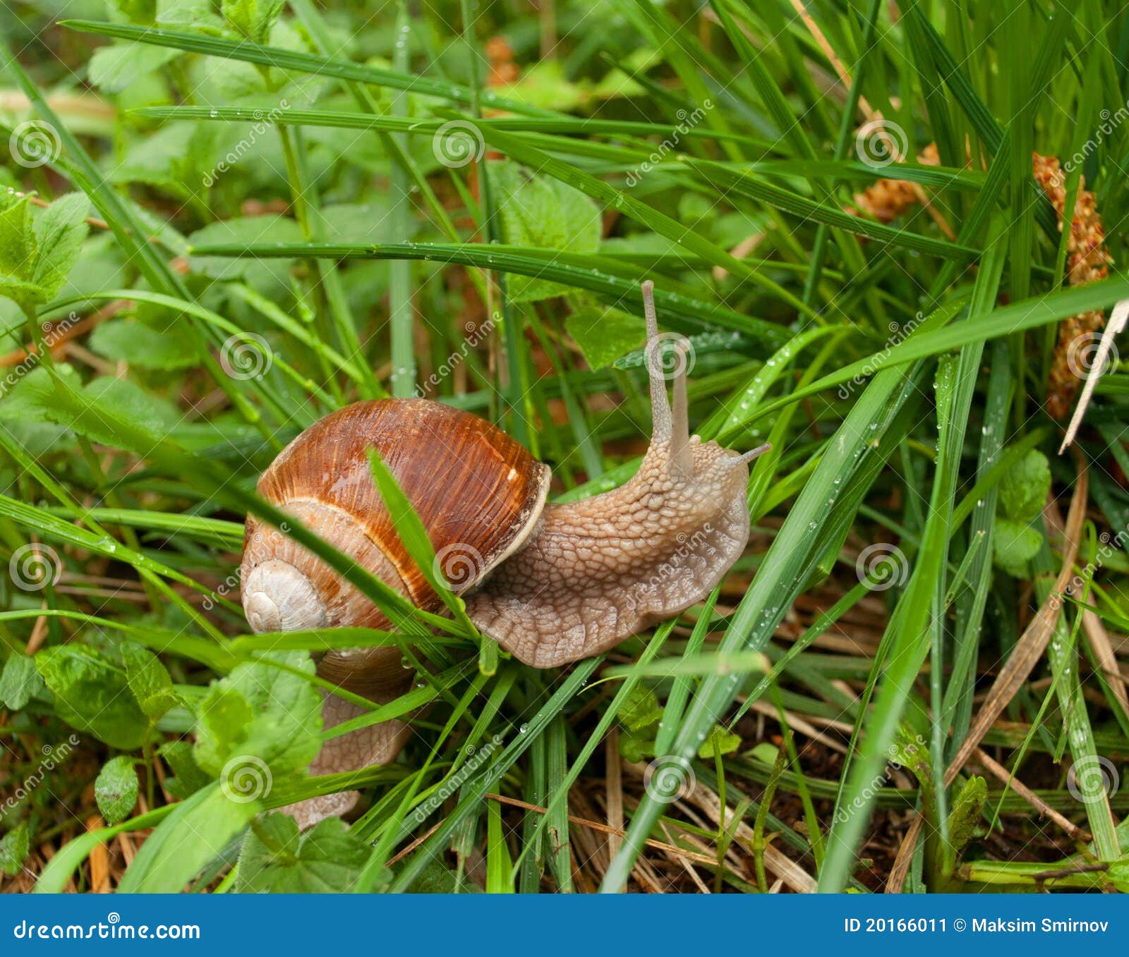 Edible Snail stock image. Image of creep, mollusk, brown - 20166011