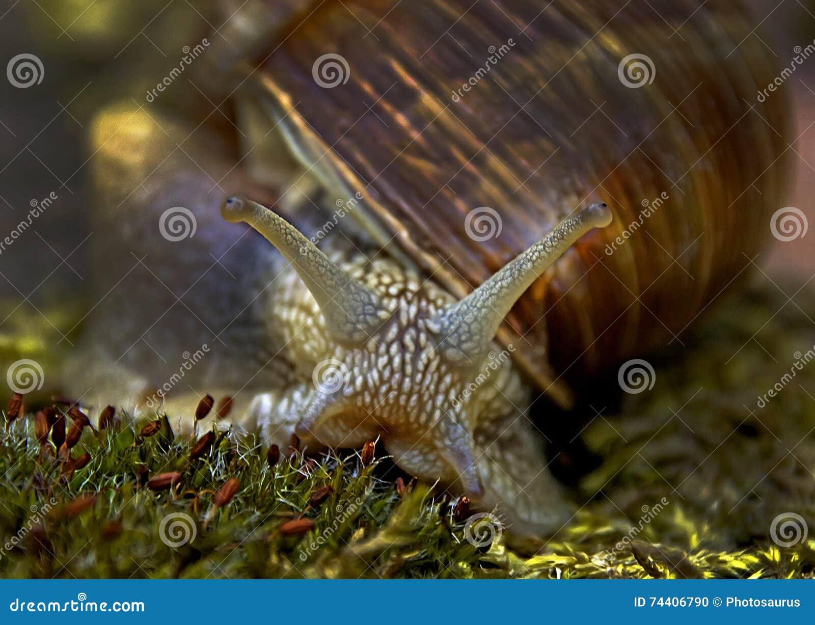 Edible snail stock photo. Image of gehaeuse, tier, weichtier - 74406790