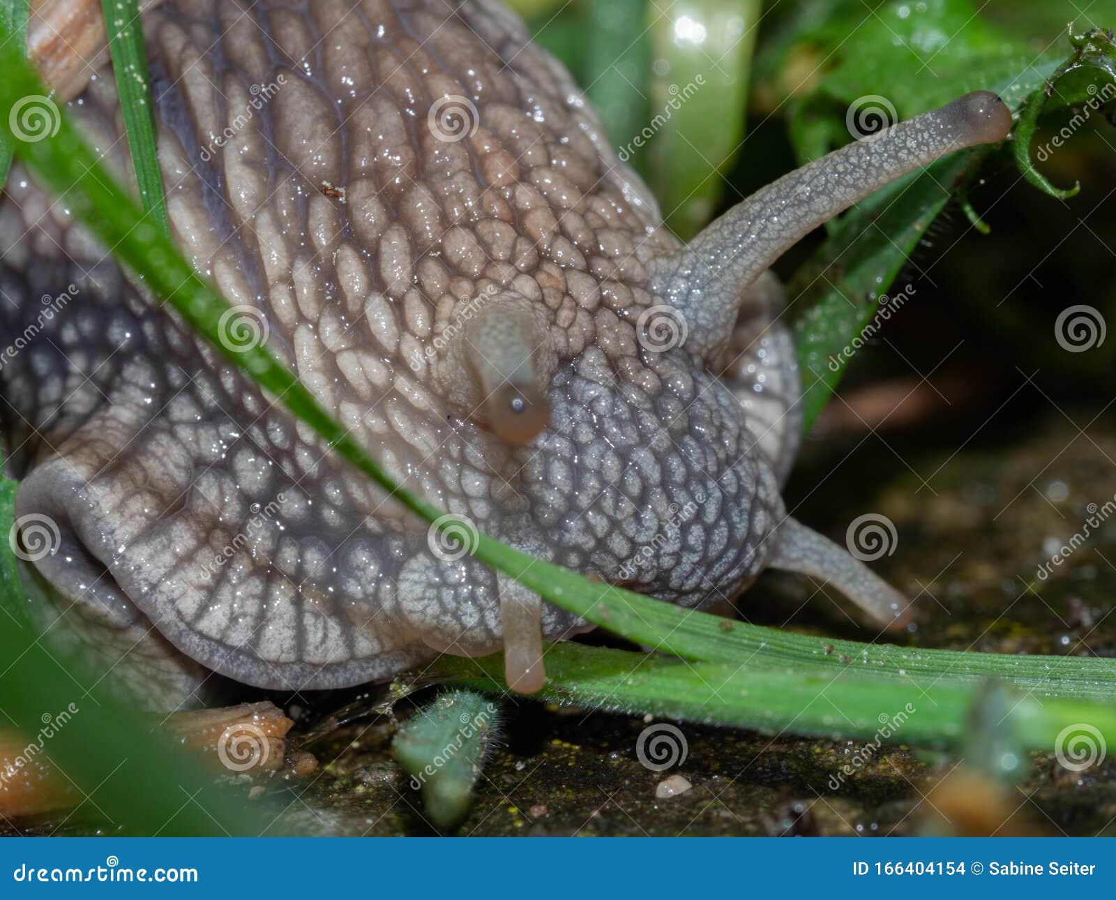 Close Up Edible Snail in Grass Stock Photo - Image of grass, food ...
