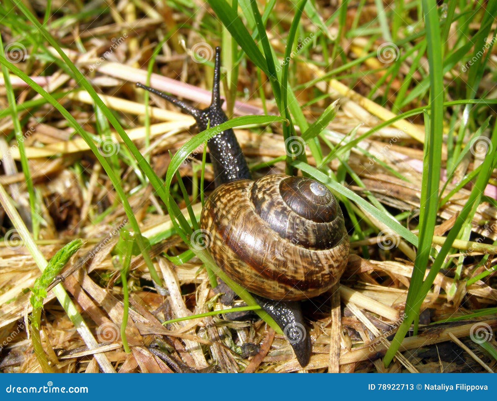 Edible snail in grass stock image. Image of macro, grass - 78922713